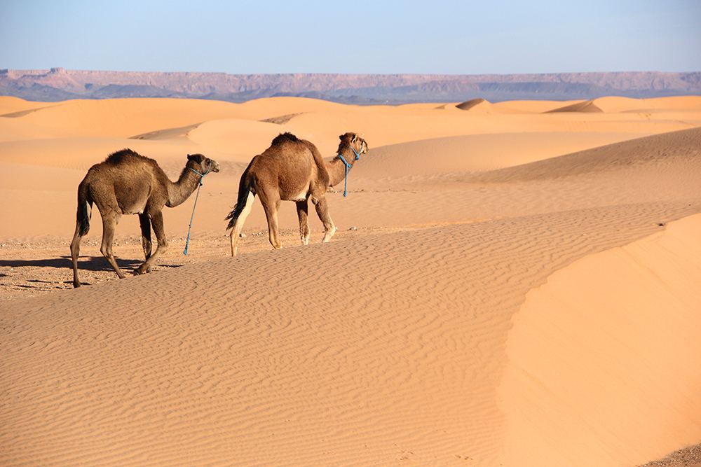 andar de camelo no deserto do saara - Guia Viajar Melhor - Viagens no ...